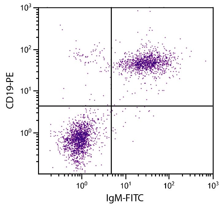 FITC Anti-Mouse IgM, 1B4B1 | SouthernBiotech